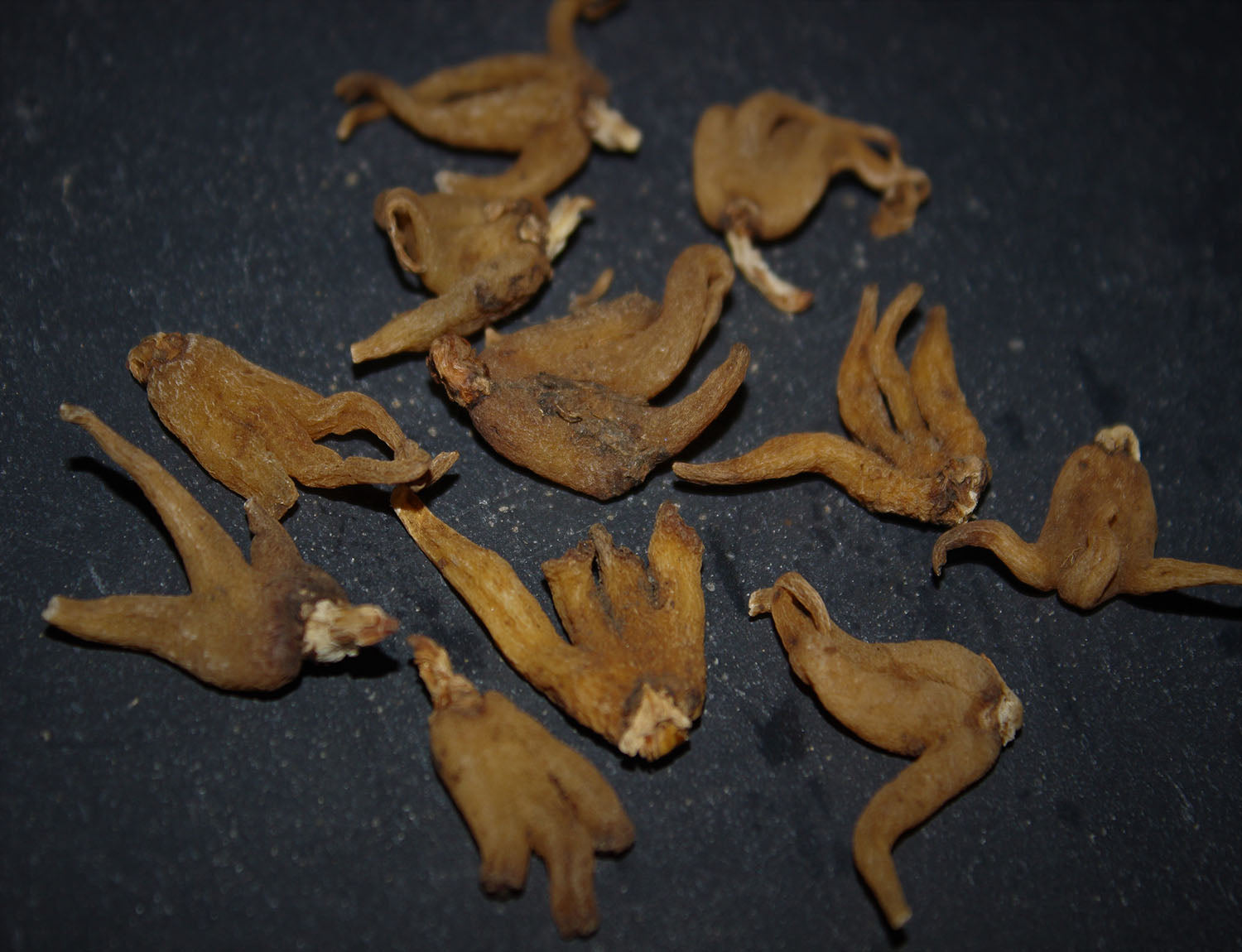 Lucky Hand Root – Elfhame