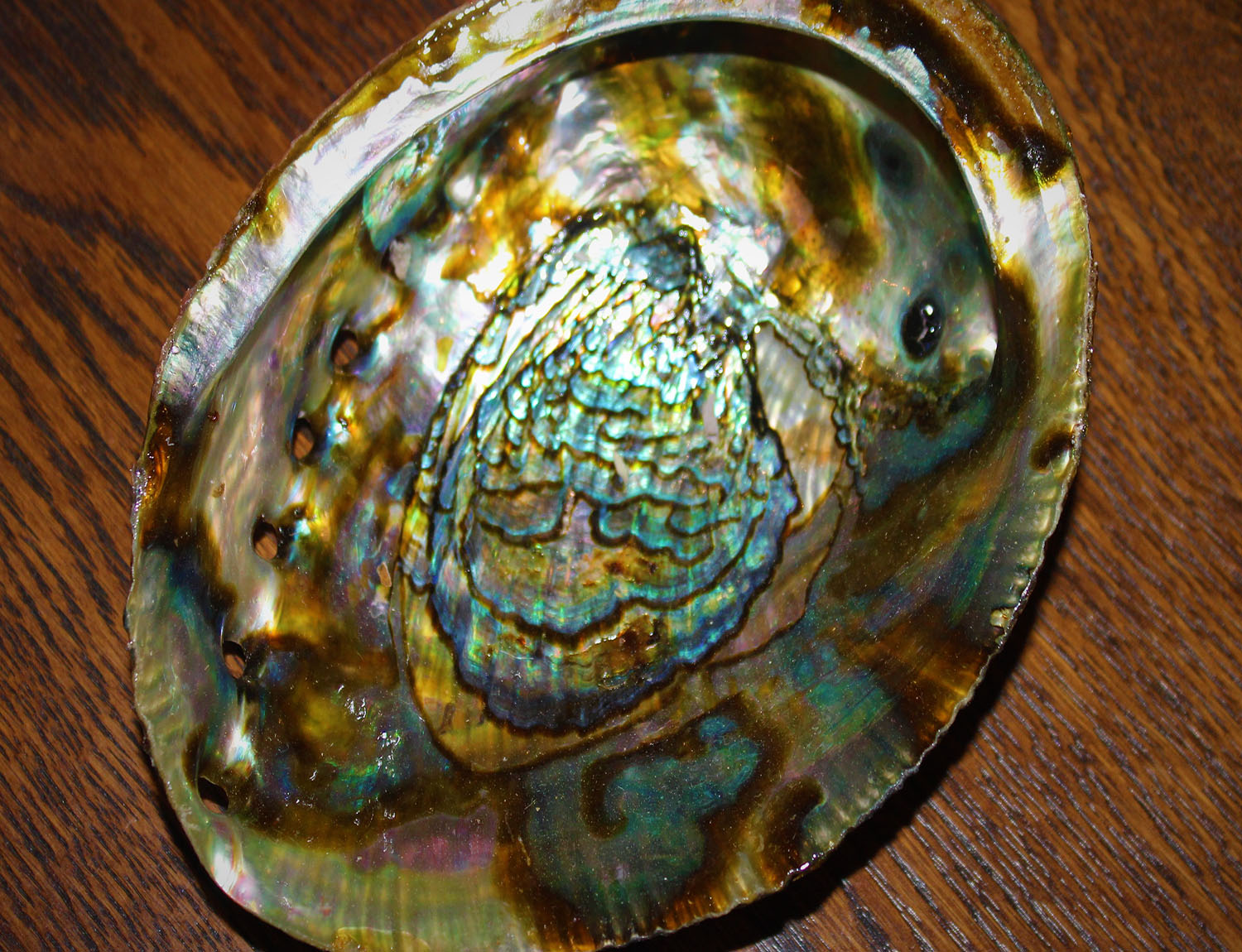 Abalone Shell – Elfhame