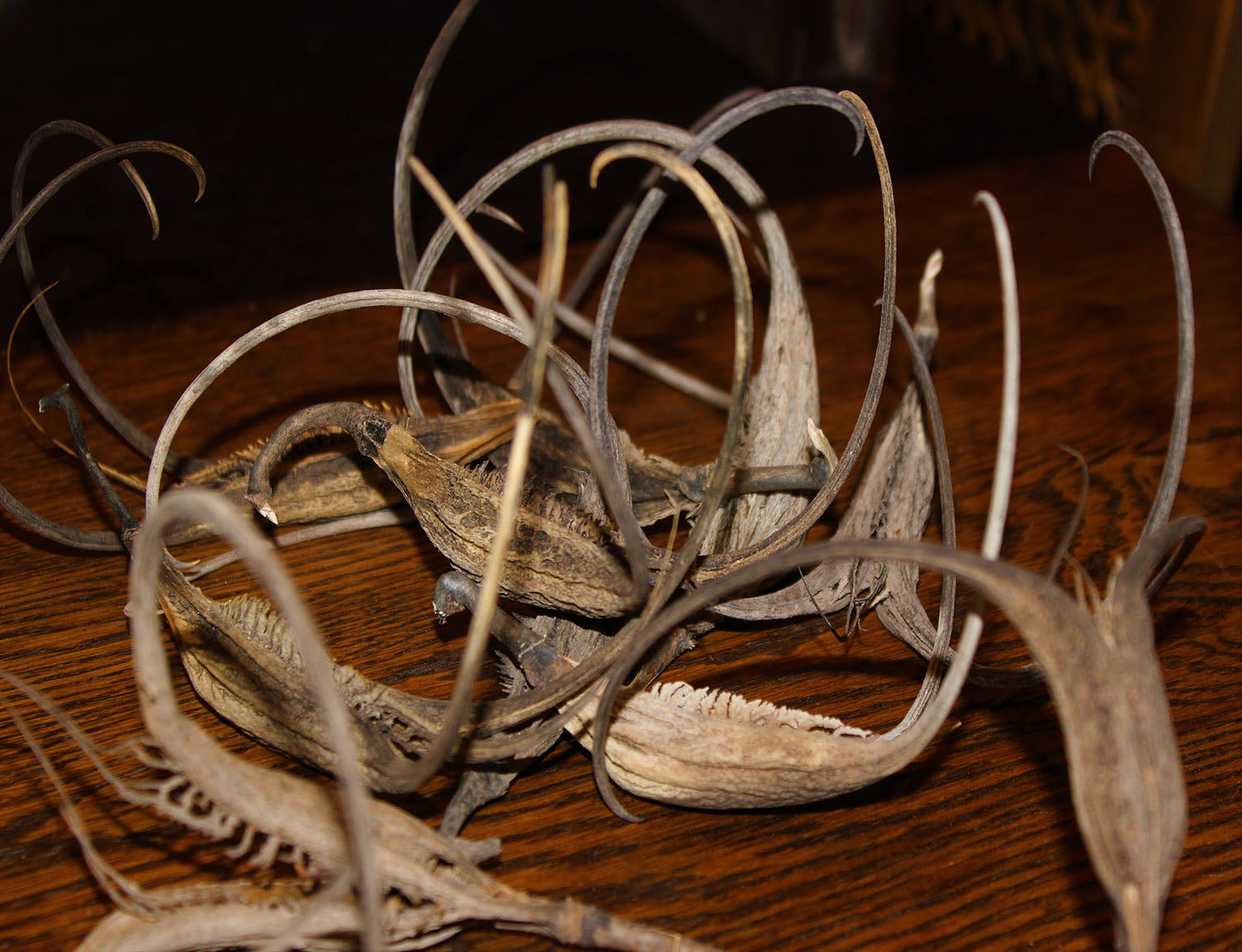 Devil's Claw Pod – Elfhame