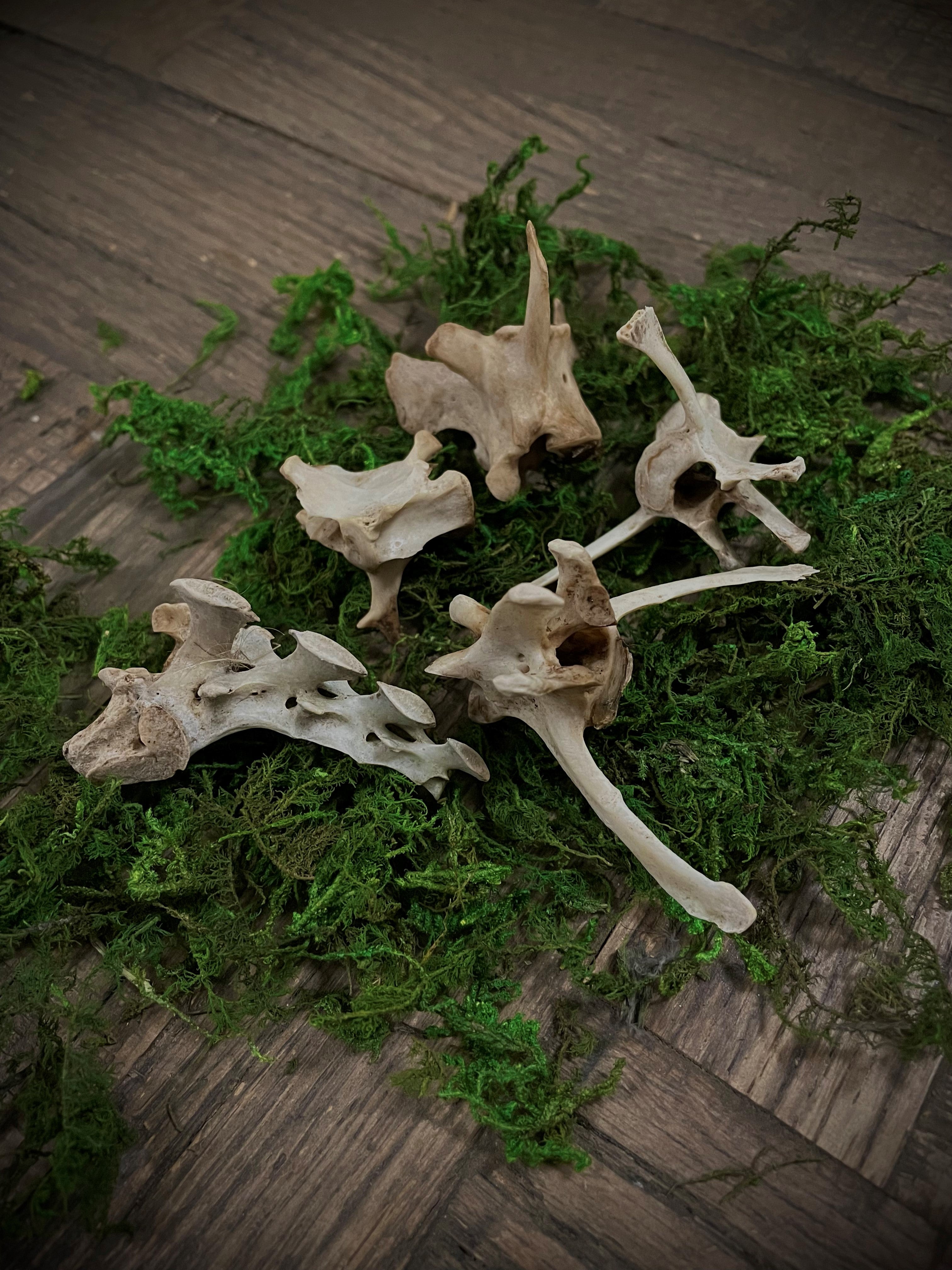 Fox Vertebrae Bones (Ethically Sourced) – Elfhame