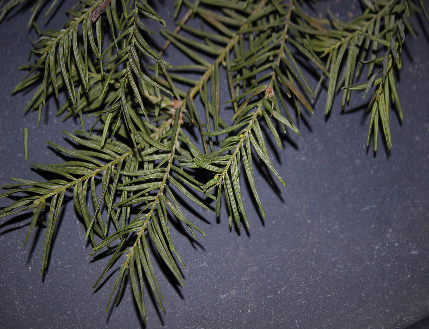 Yew Sprig – Elfhame